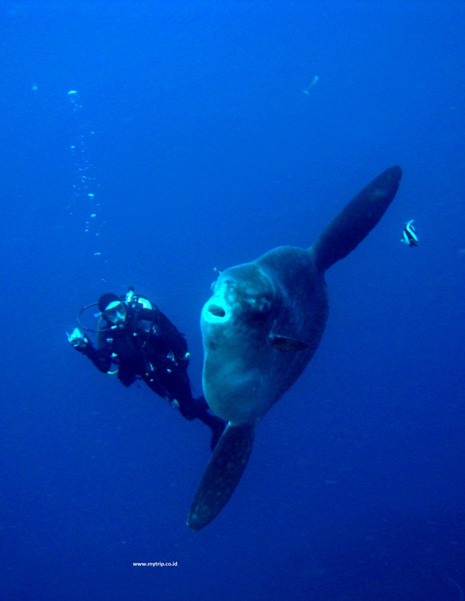 24 BINATANG KHAS DARI SELURUH DUNIA (Bagian 1)